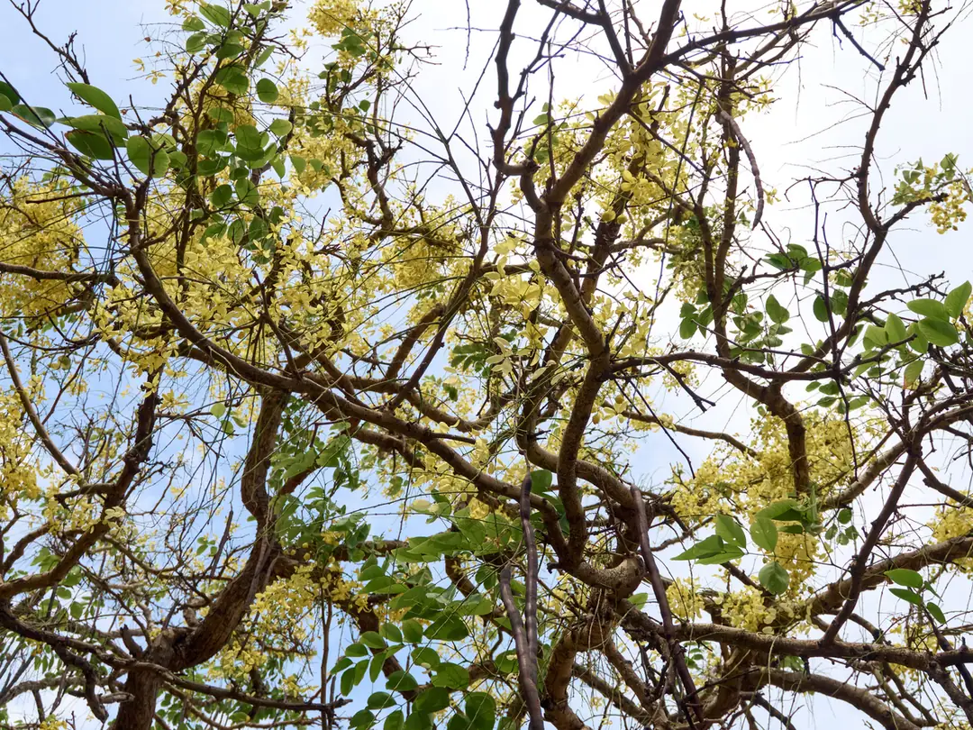 Opoponax (Commiphora spp.)