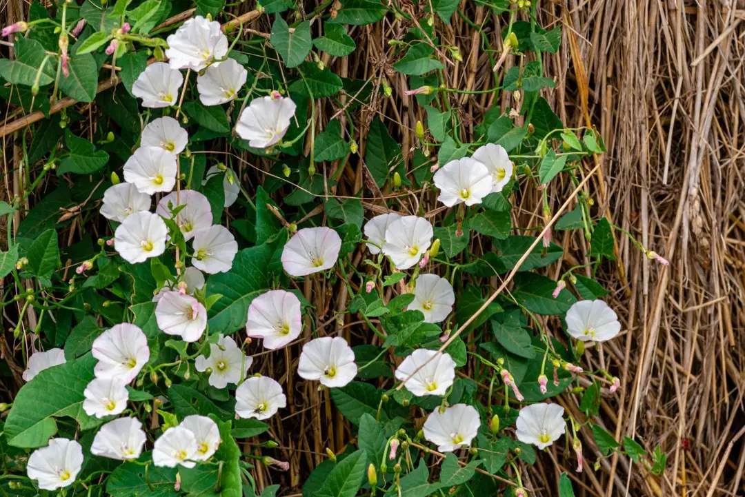 Ackerwinde (Convolvulus arvensis)