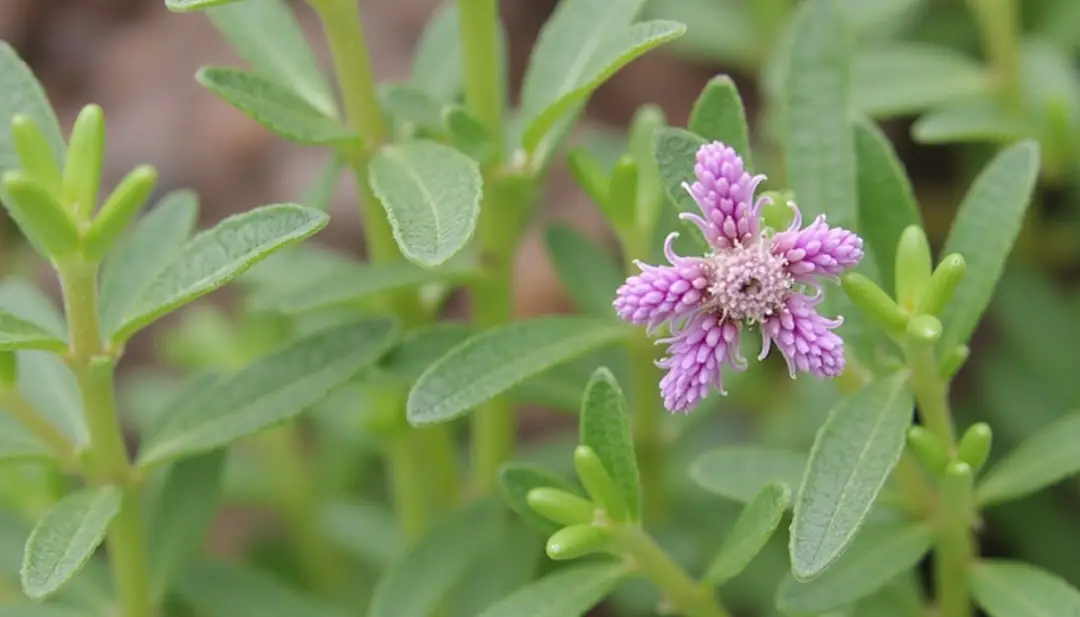 Thymian (Thymus spp.)